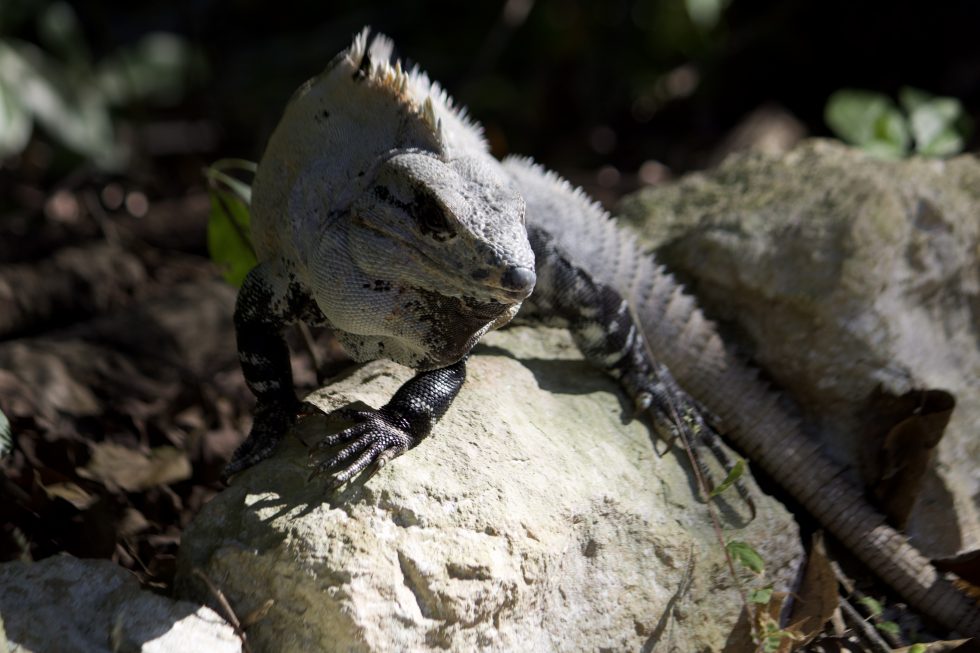 Ctenosaura similis (Gray, 1831) | Bio Campeche