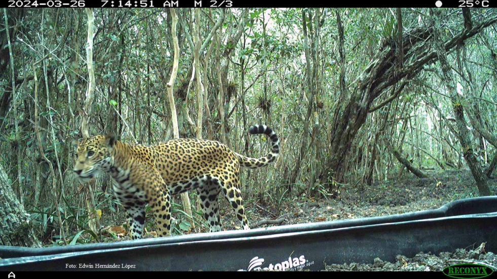 Panthera onca (Linnaeus, 1758) | Bio Campeche